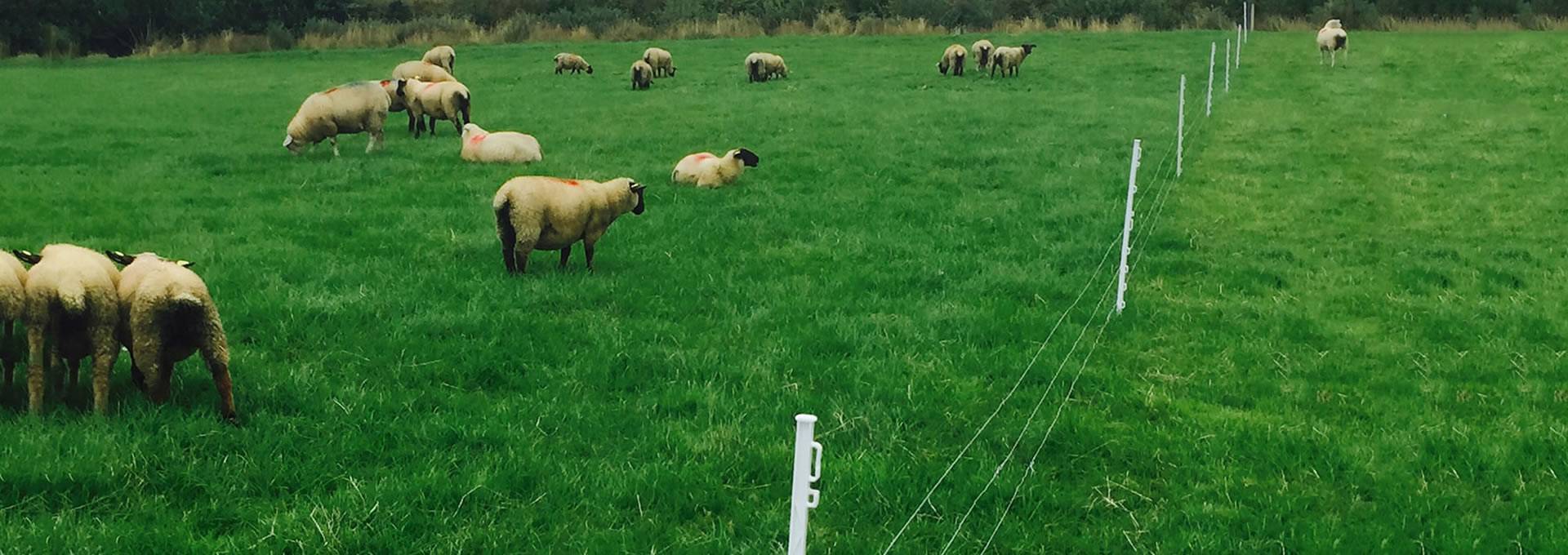 Steel Fence Posts – Star Pickets, Y Posts, T Posts & Vineyard Posts